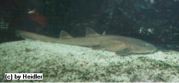 Chiloscyllium griseum Grauer Bambushai archiv.korallenriff.de/Haie/