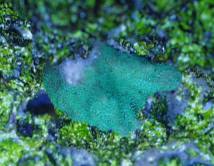 Meerwasser Homepage mit Aqua-Bilderbuch