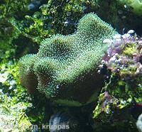 Meerwasser Homepage mit Aqua-Bilderbuch