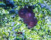 Meerwasser Homepage mit Aqua-Bilderbuch