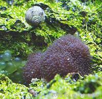 Meerwasser Homepage mit Aqua-Bilderbuch